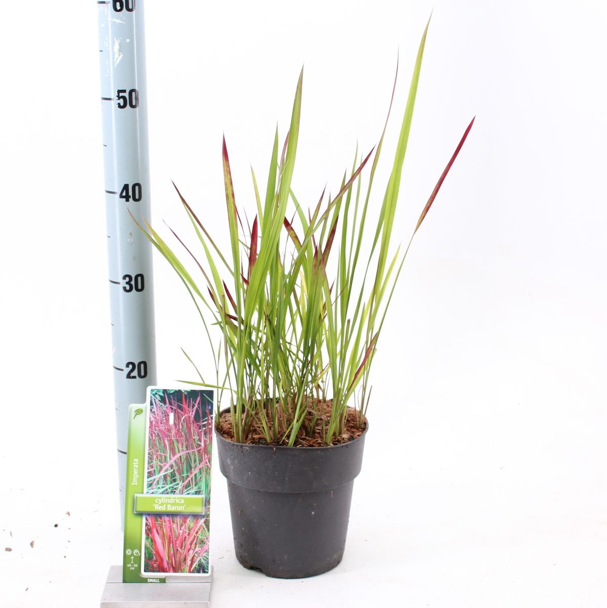 Imperata cylindrica 'Red Baron' — Plant Wholesale FlorAccess