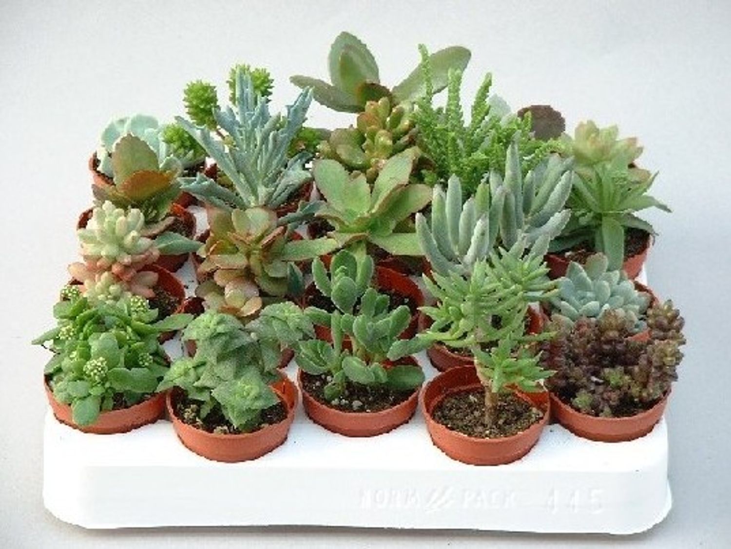 Succulents MIX — Plant Wholesale FlorAccess