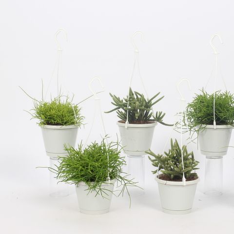 Rhipsalis MIX — Рослини оптом FlorAccess