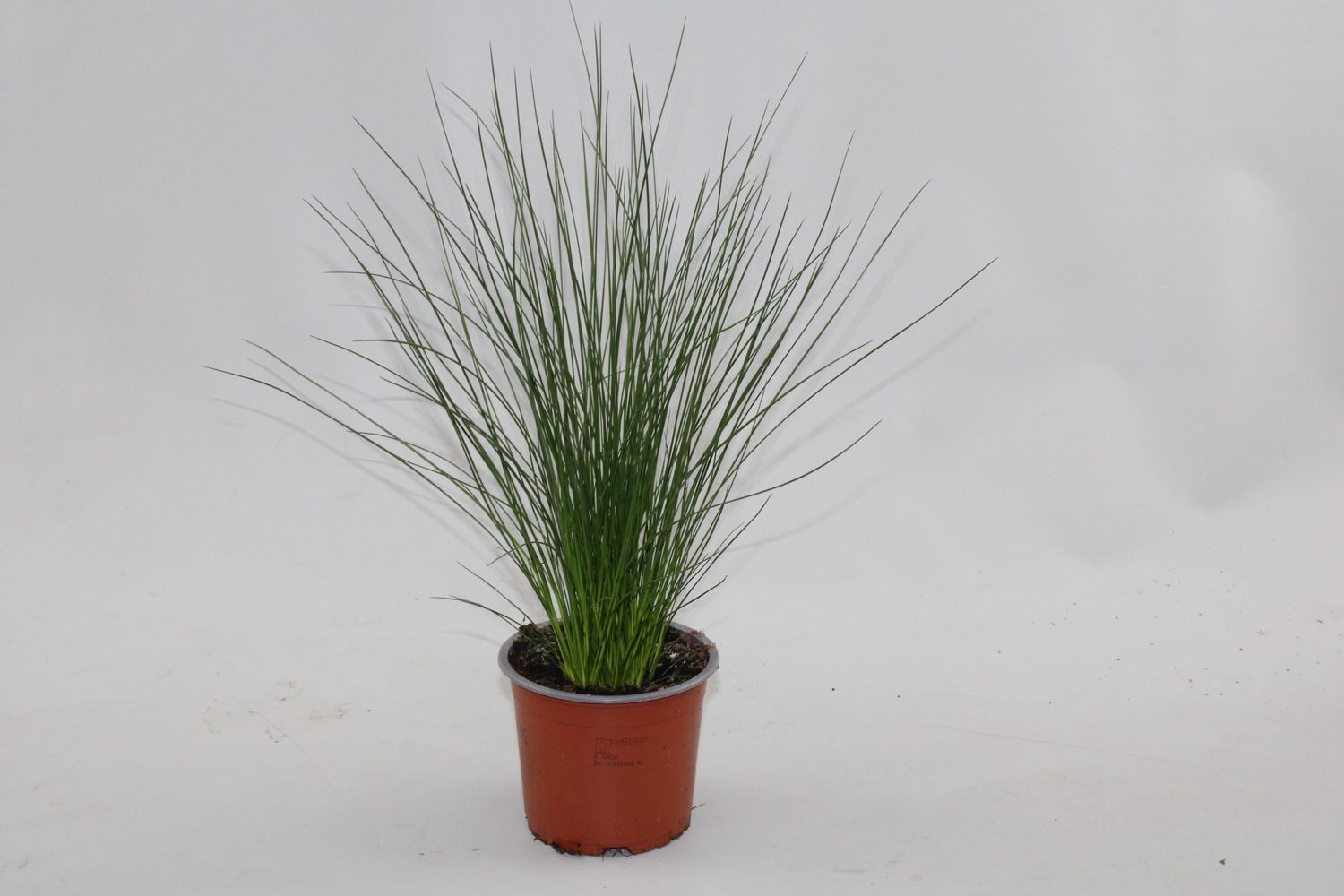 Juncus effusus 'Pencil Grass' — Plant Wholesale FlorAccess