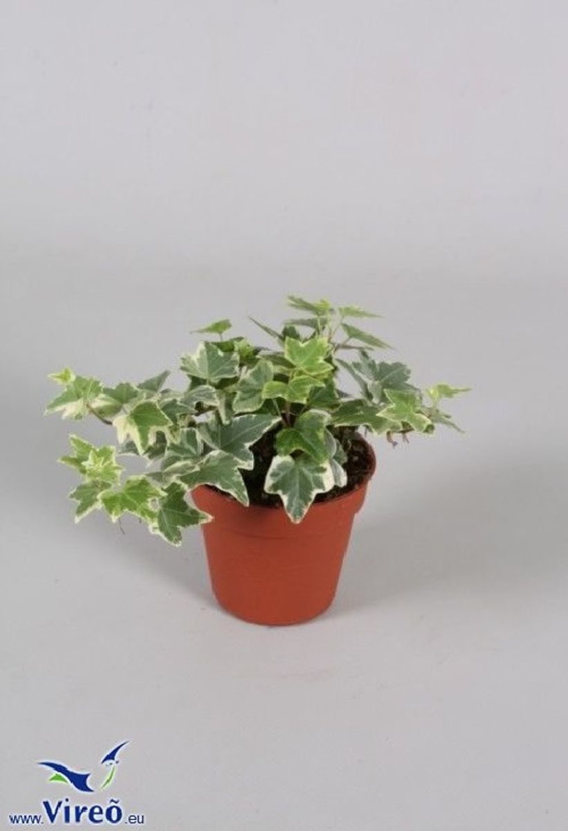 Hedera helix 'Eva' — Plant Wholesale FlorAccess
