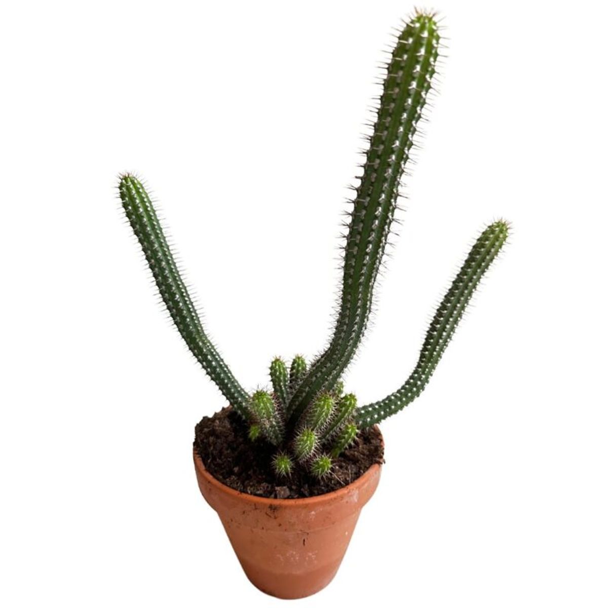 Euphorbia baioensis — Plant Wholesale FlorAccess