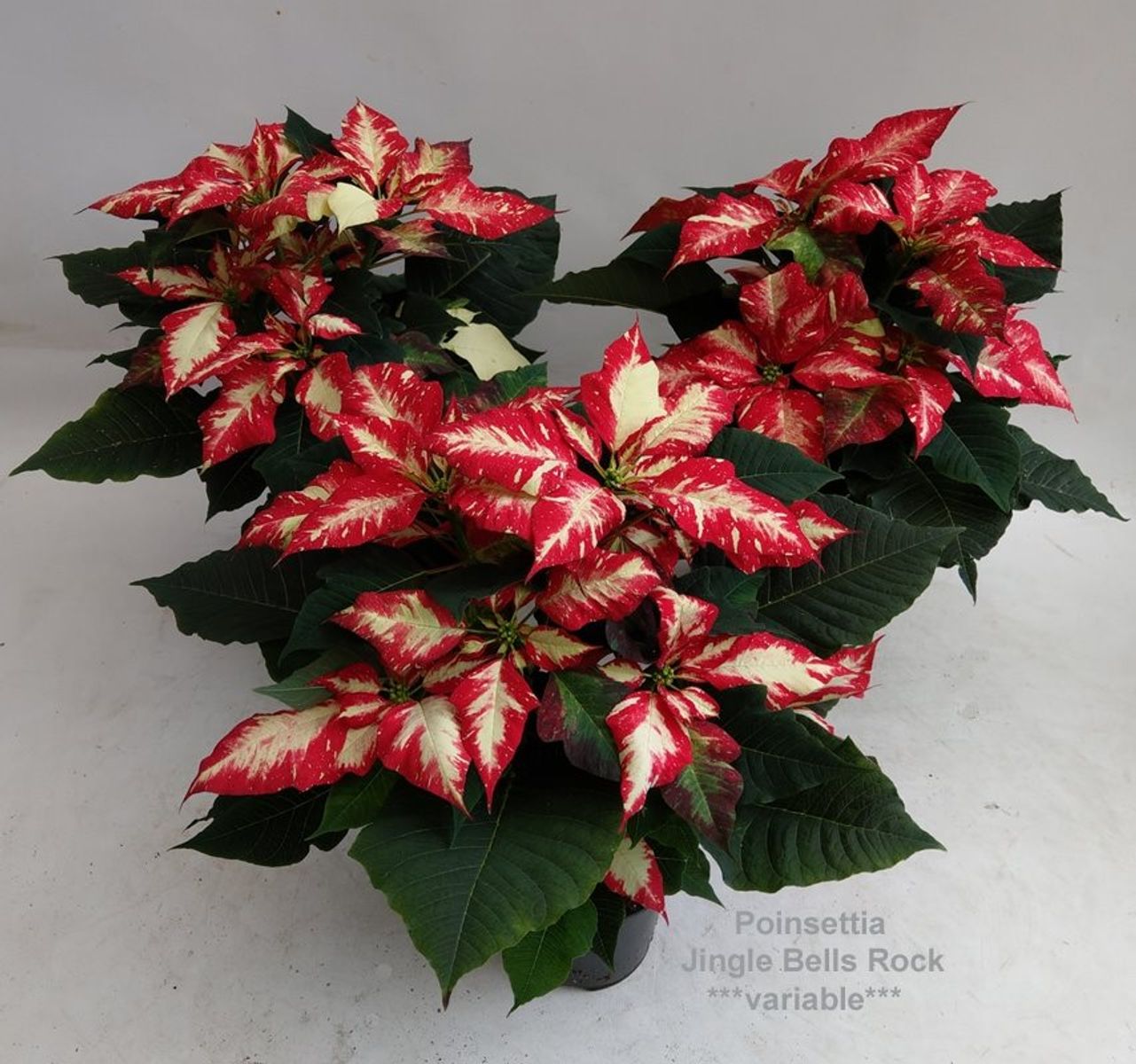 Euphorbia pulcherrima JINGLE BELL ROCK — Plant Wholesale FlorAccess