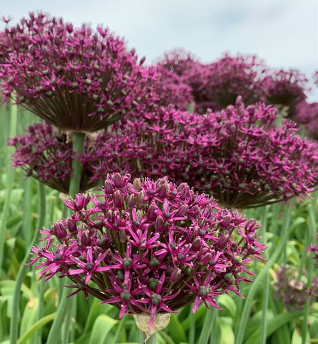 Allium schubertii 'Magic' — Plant Wholesale FlorAccess