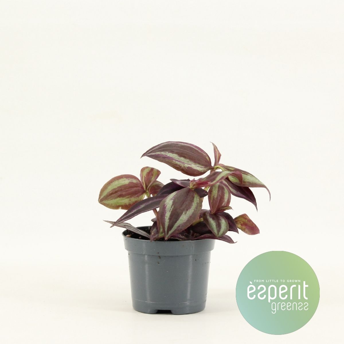 Tradescantia 'Jewel Red' — Plant Wholesale FlorAccess