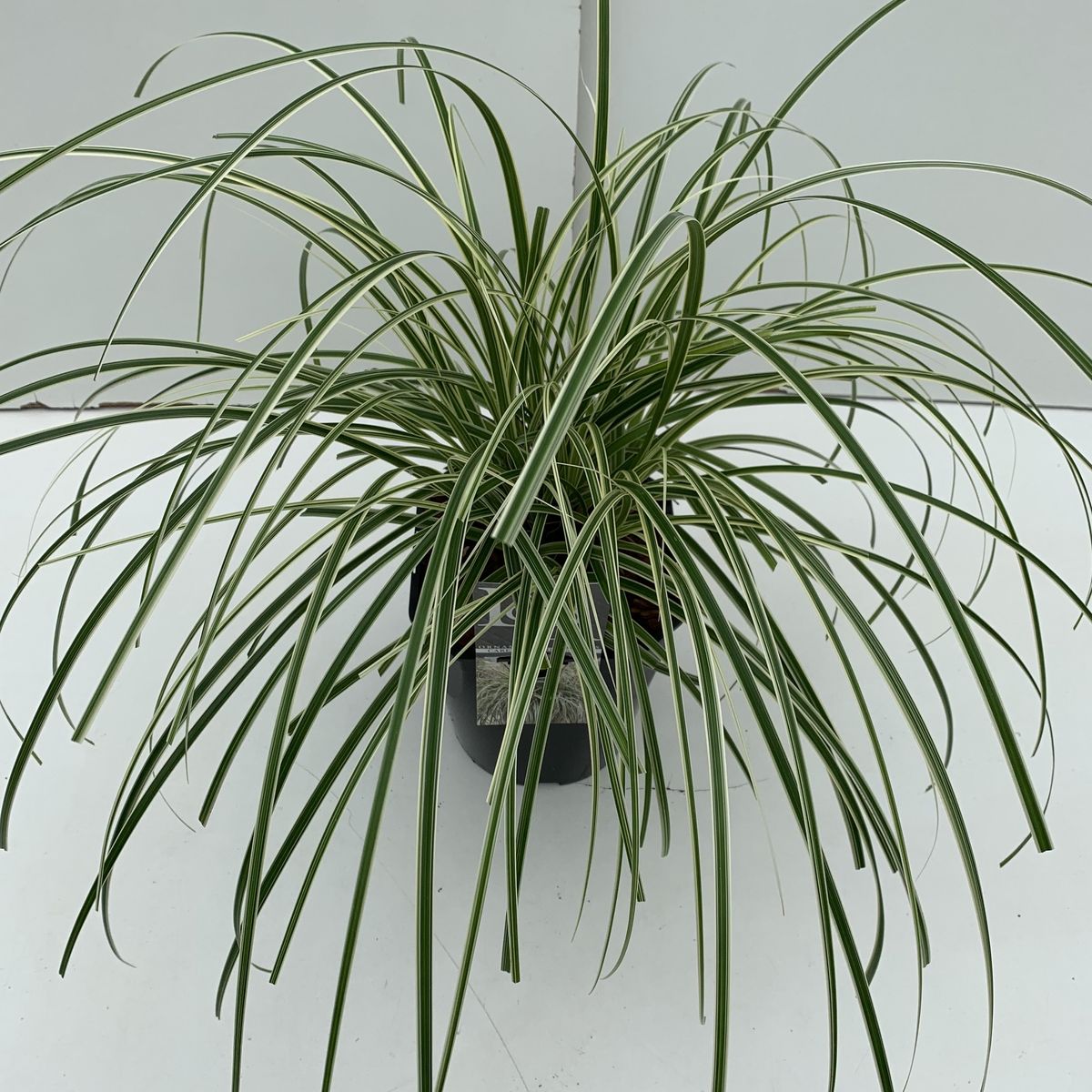 Carex 'Feather Falls' — Plant Wholesale FlorAccess