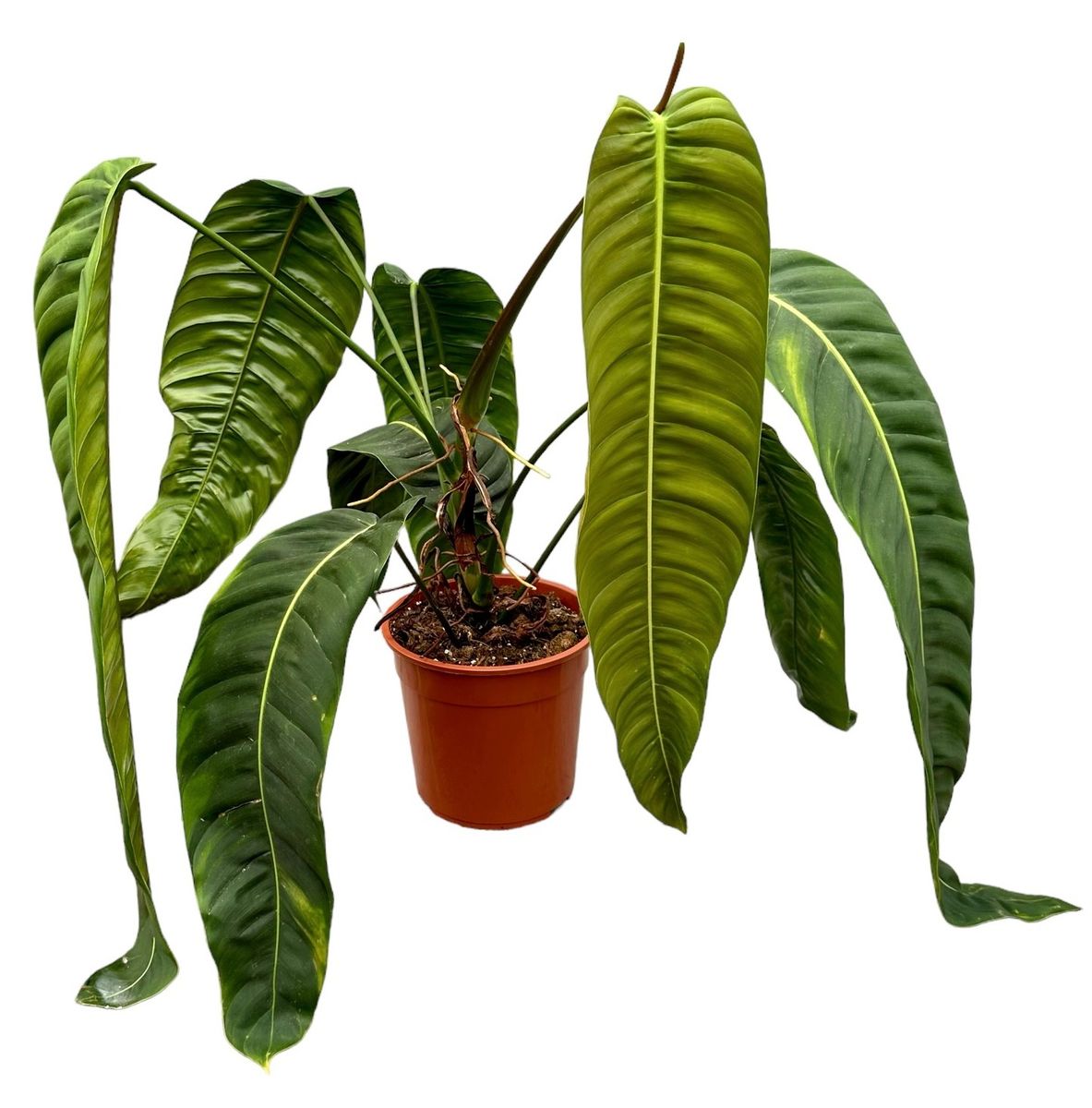 Filodendro Patriciae — Atacado De Plantas Floraccess