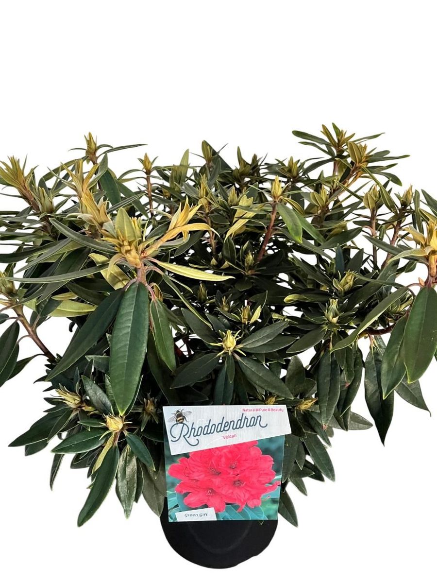Rhododendron 'Vulcan' — Plant Wholesale FlorAccess