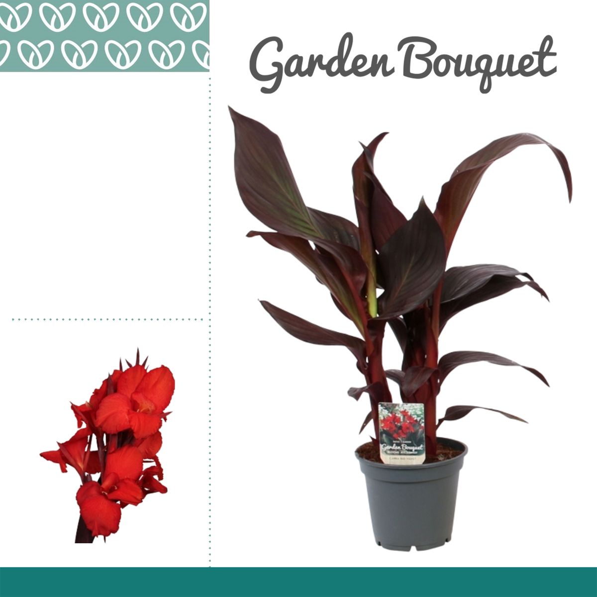 Canna 'Red Velvet' — Plant Wholesale FlorAccess