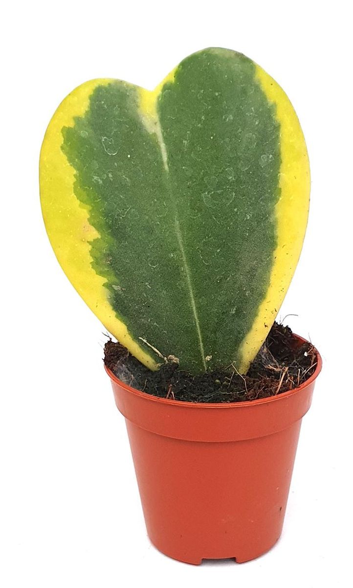 Hoya kerrii 'Variegata' — Plant Wholesale FlorAccess