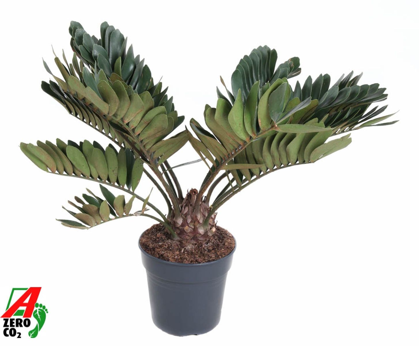 Zamia furfuracea — Plant Wholesale FlorAccess