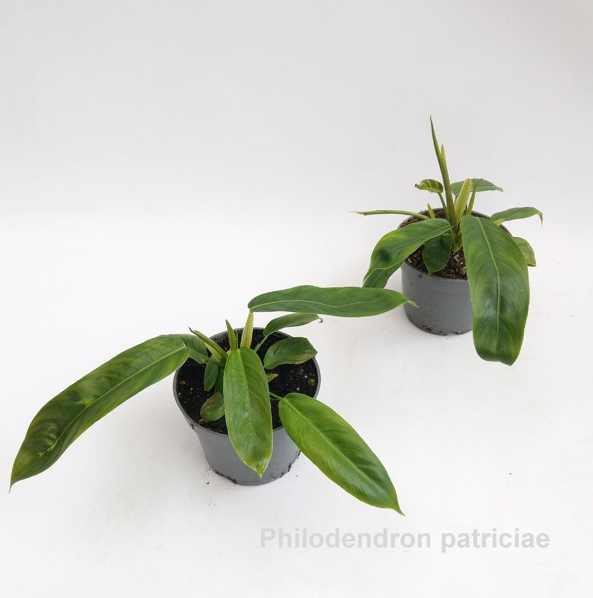 Philodendron patriciae — Plant Wholesale FlorAccess