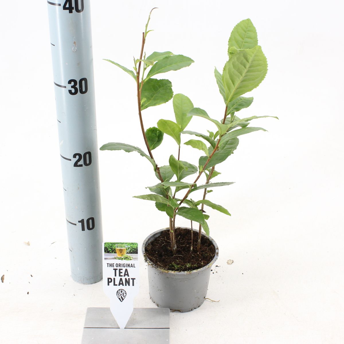 Camellia sinensis — Plant Wholesale FlorAccess