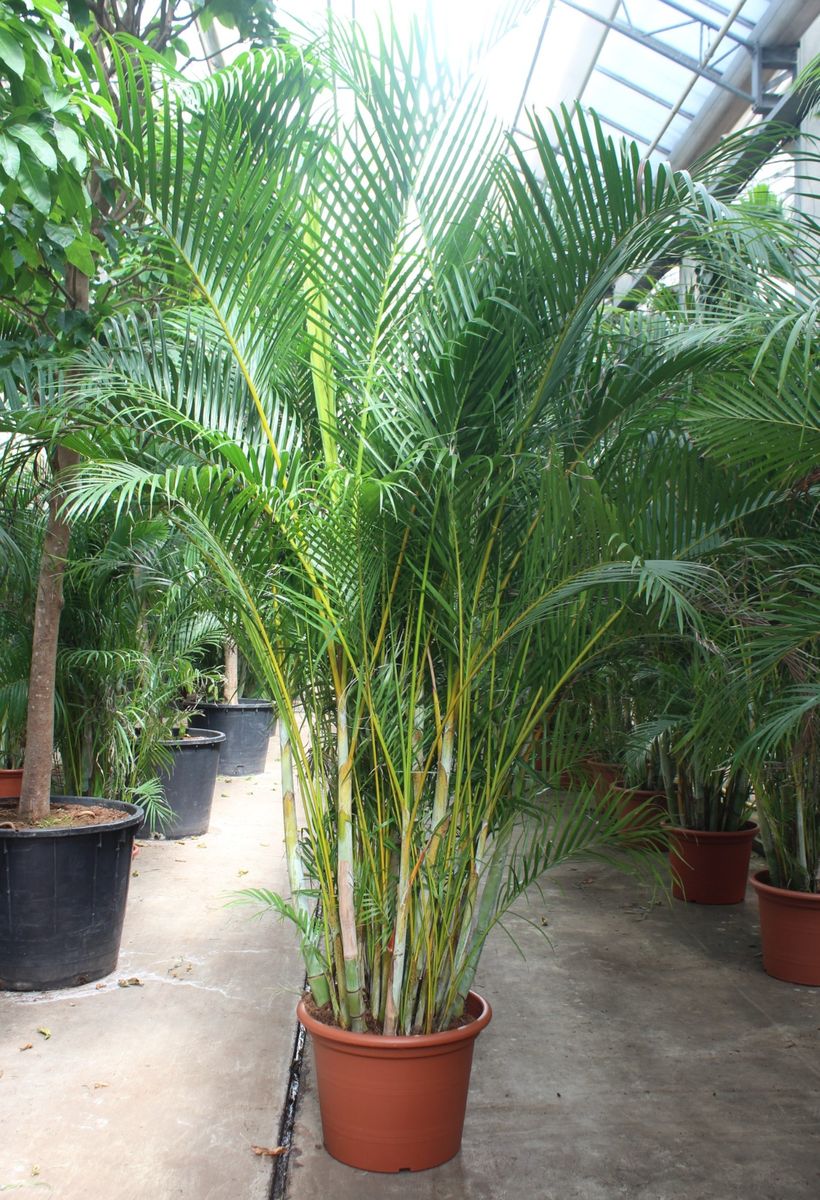 Dypsis lutescens — Plant Wholesale FlorAccess