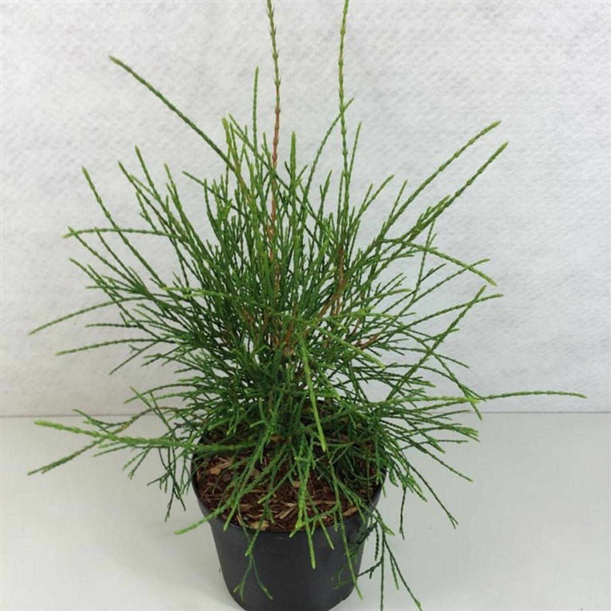 Thuja occidentalis 'Filiformis' — Plant Wholesale FlorAccess