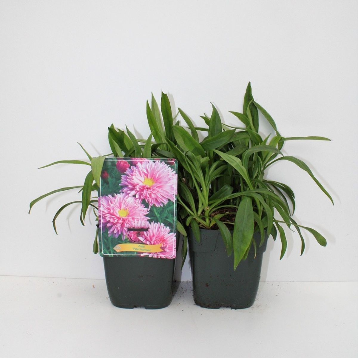 Aster 'Peter Harrison' — Plant Wholesale FlorAccess