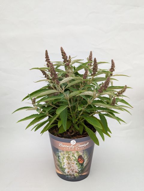 Buddleja davidii BUTTERFLY CANDY LITTLE WHITE — Plant Wholesale FlorAccess