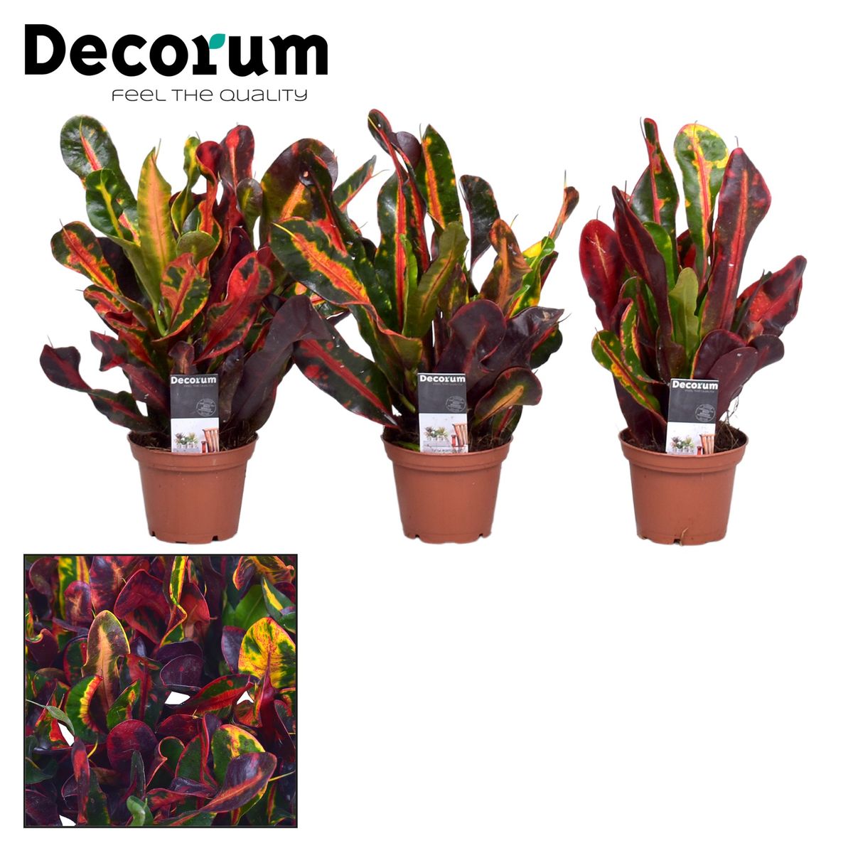 Codiaeum variegatum 'Mammi' — Plant Wholesale FlorAccess