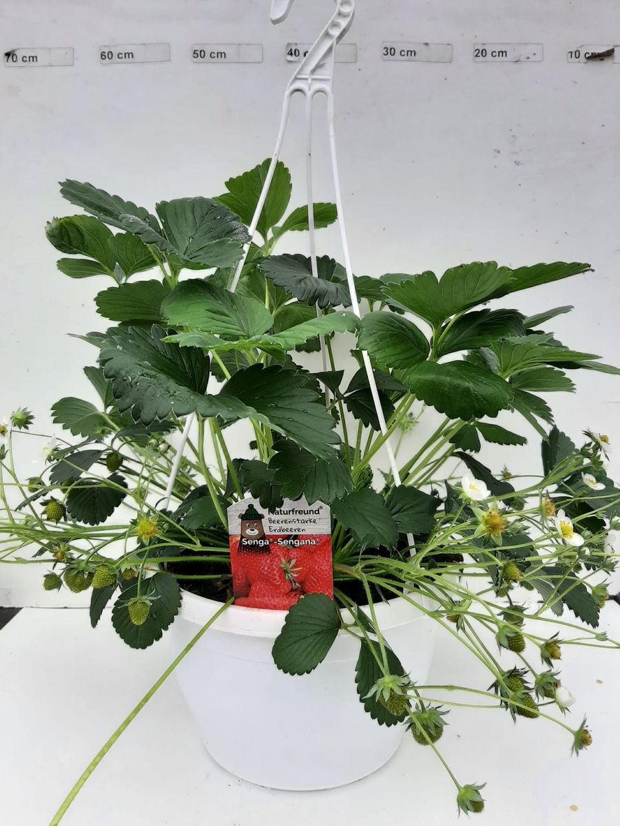 Fragaria x ananassa 'Senga Sengana' — Plant Wholesale FlorAccess
