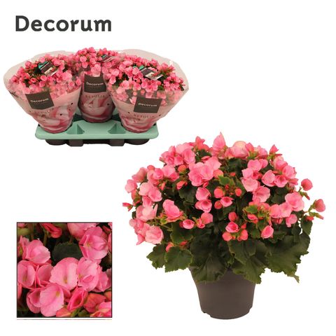 Begonia BETULIA CANDY — Plant Wholesale FlorAccess