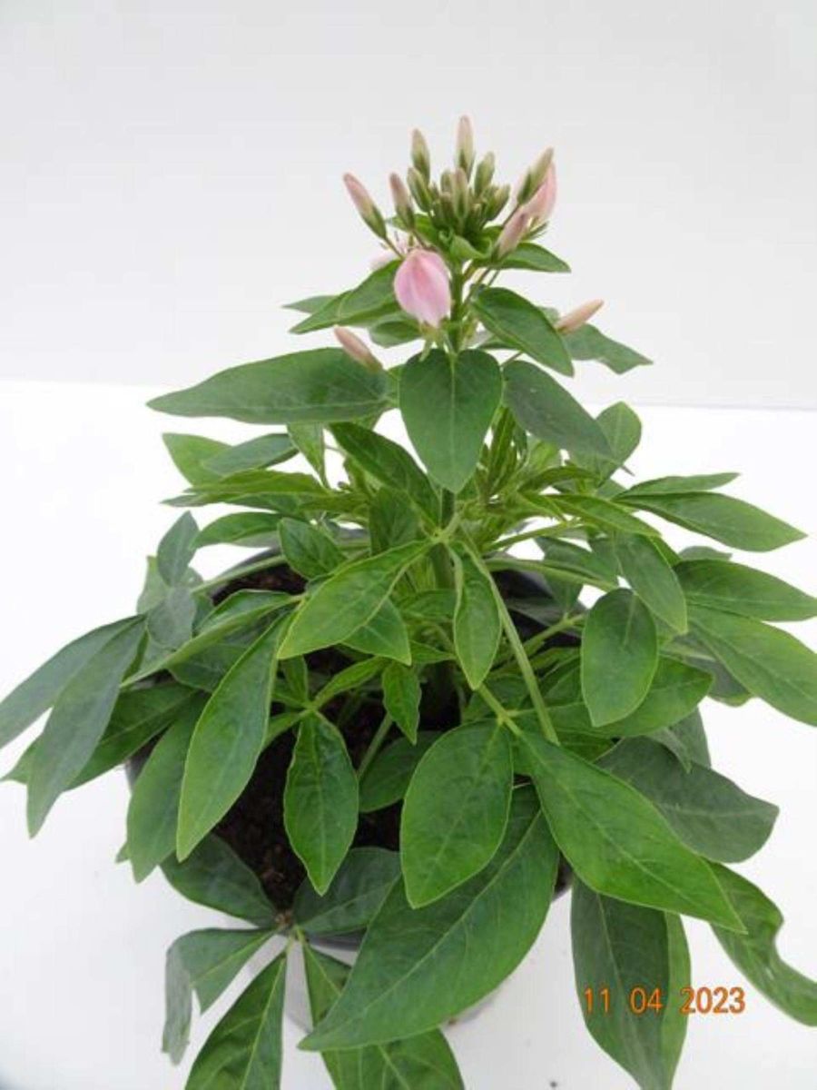 Cleome SENORITA CAROLINA — Plant Wholesale FlorAccess