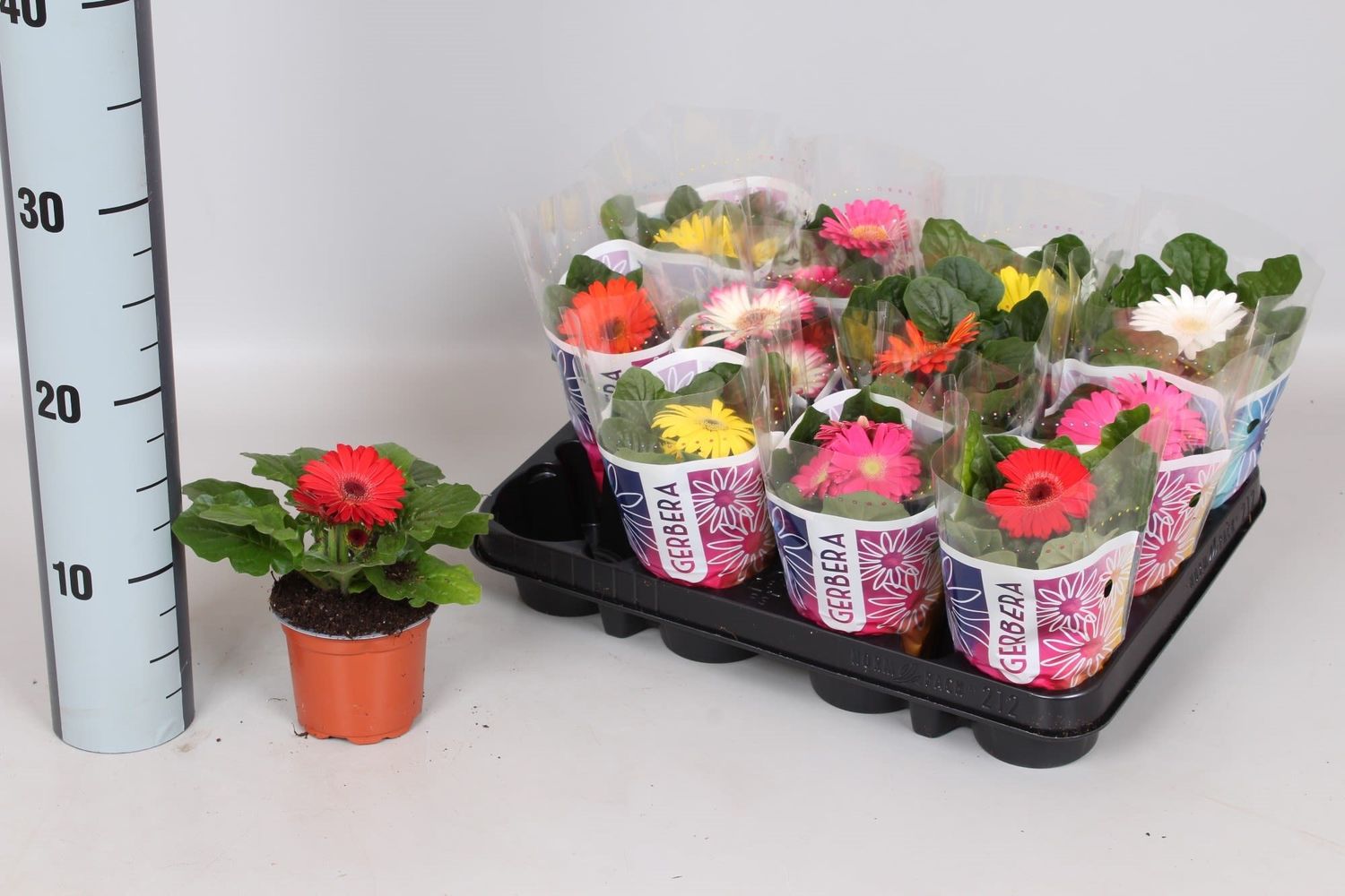 Gerbera MIX — Plant Wholesale FlorAccess