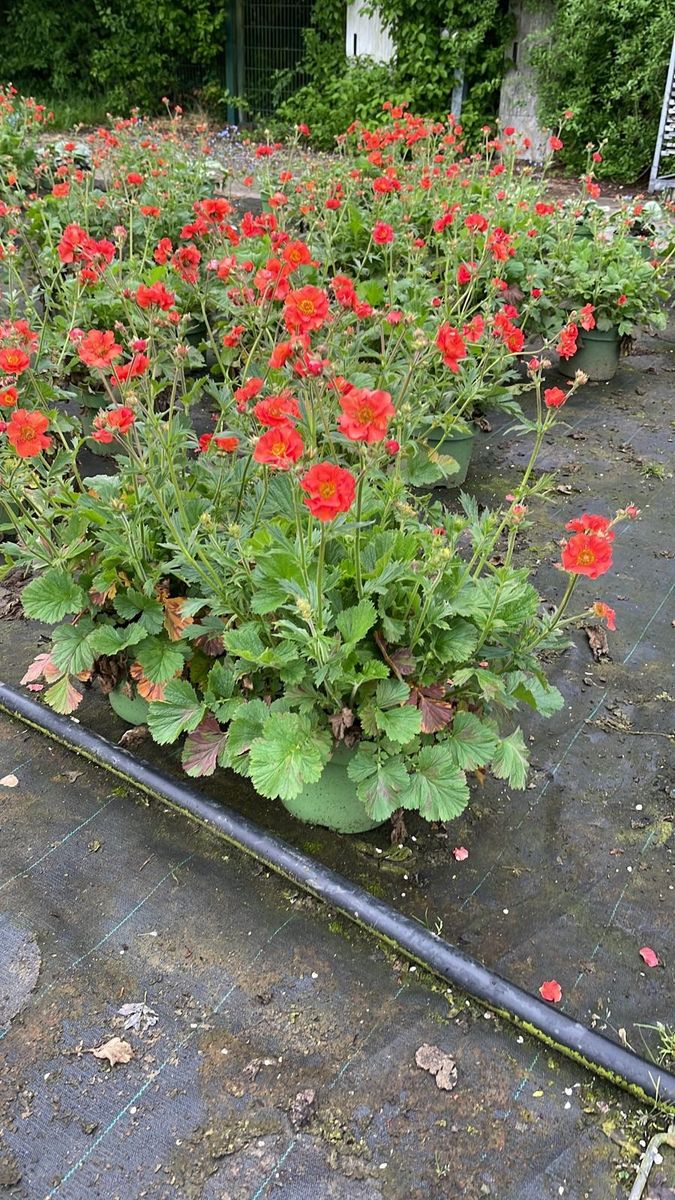 Geum FIERY TEMPEST — Plant Wholesale FlorAccess