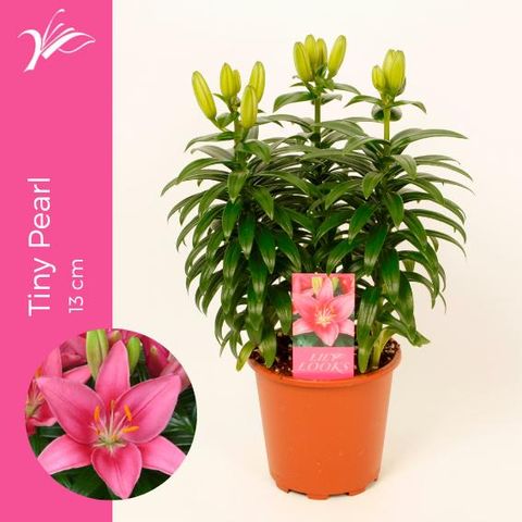 Lilium 'Tiny Pearl' — Plant Wholesale FlorAccess
