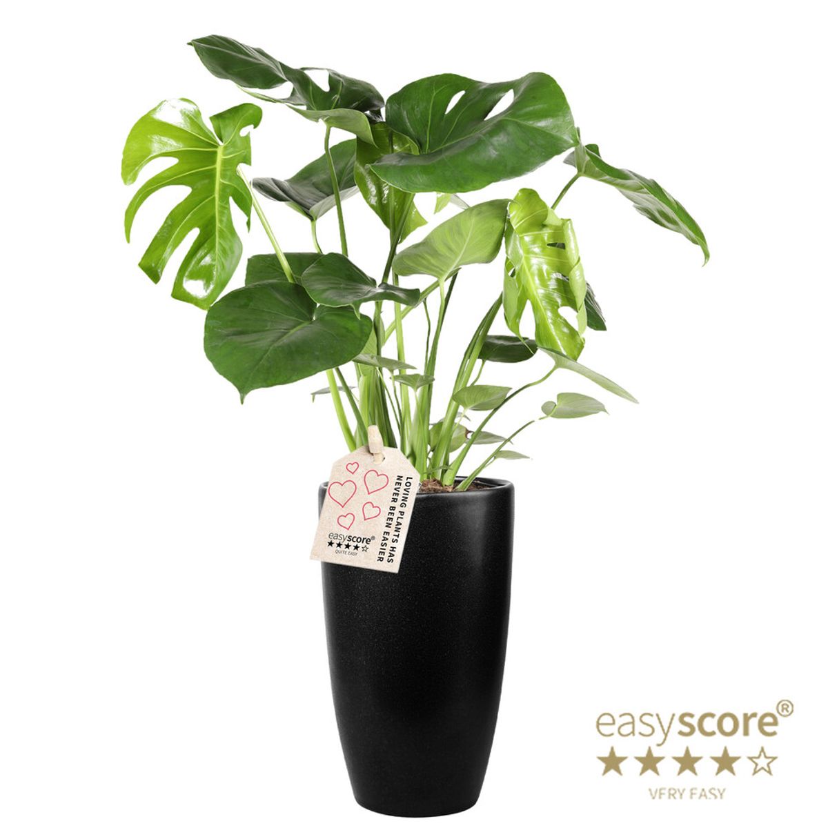 Monstera deliciosa — Plant Wholesale FlorAccess