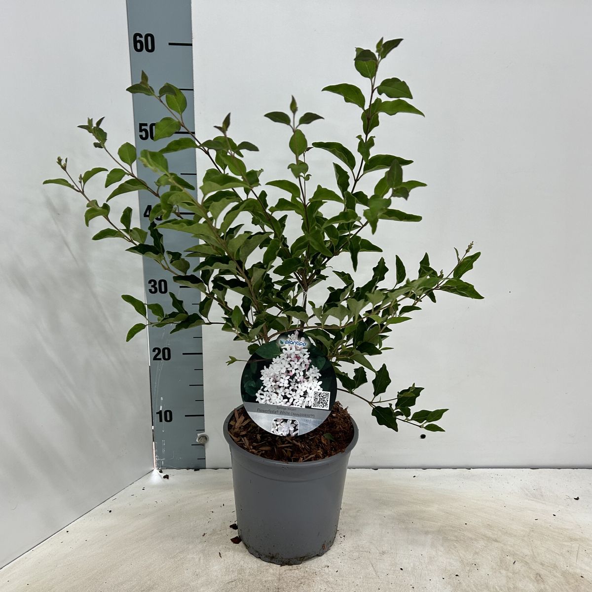 Syringa meyeri FLOWERFESTA WHITE — Plant Wholesale FlorAccess Syringa meyeri FLOWERFESTA WHITE — Plant Wholesale FlorAccess