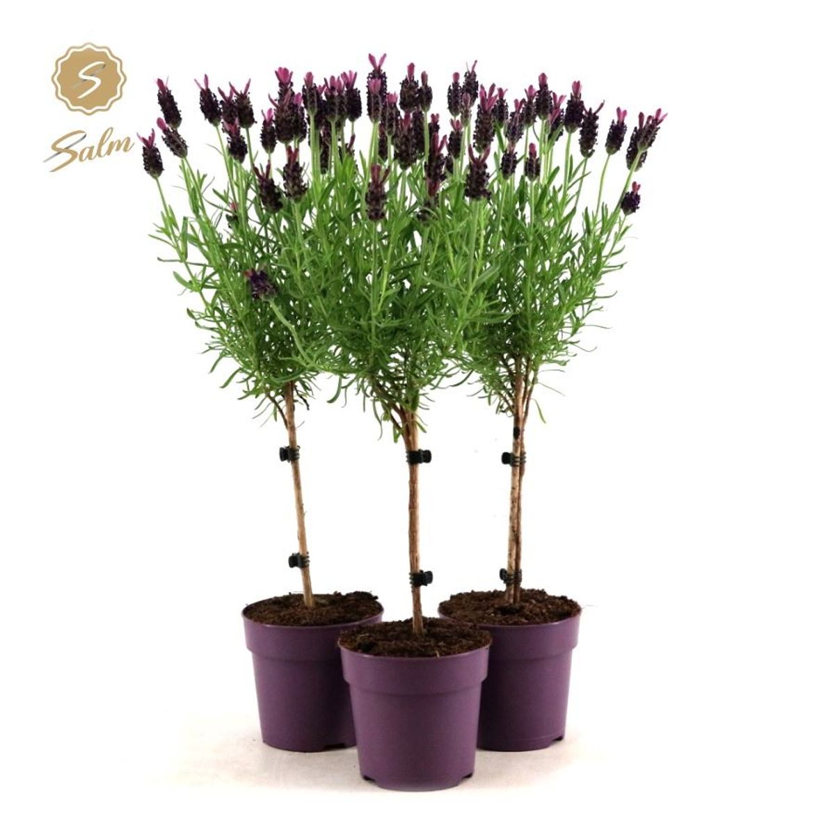 Lavandula stoechas 'Anouk' — Plant Wholesale FlorAccess