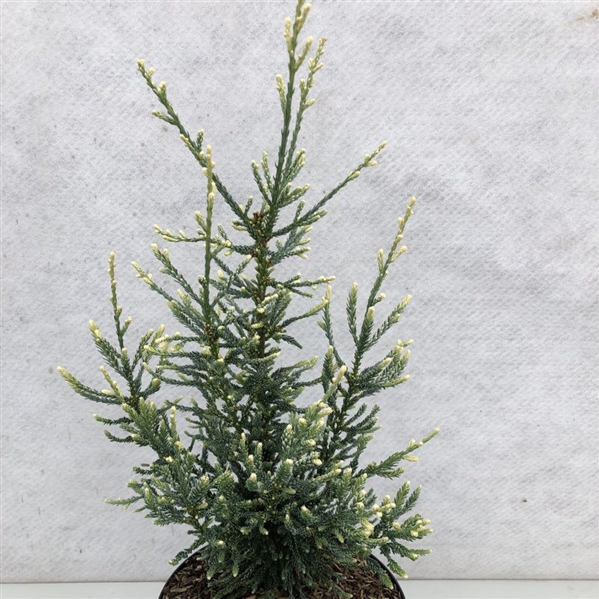 Sequoia sempervirens 'Lightning' — Plant Wholesale FlorAccess