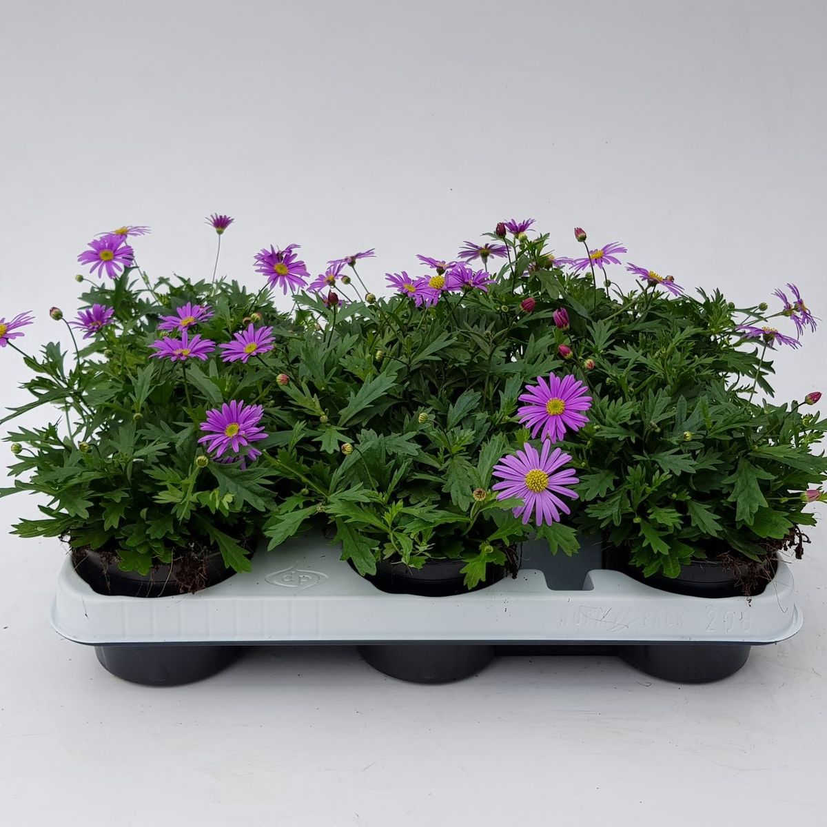 Brachyscome BRASCO VIOLET — Plant Wholesale FlorAccess