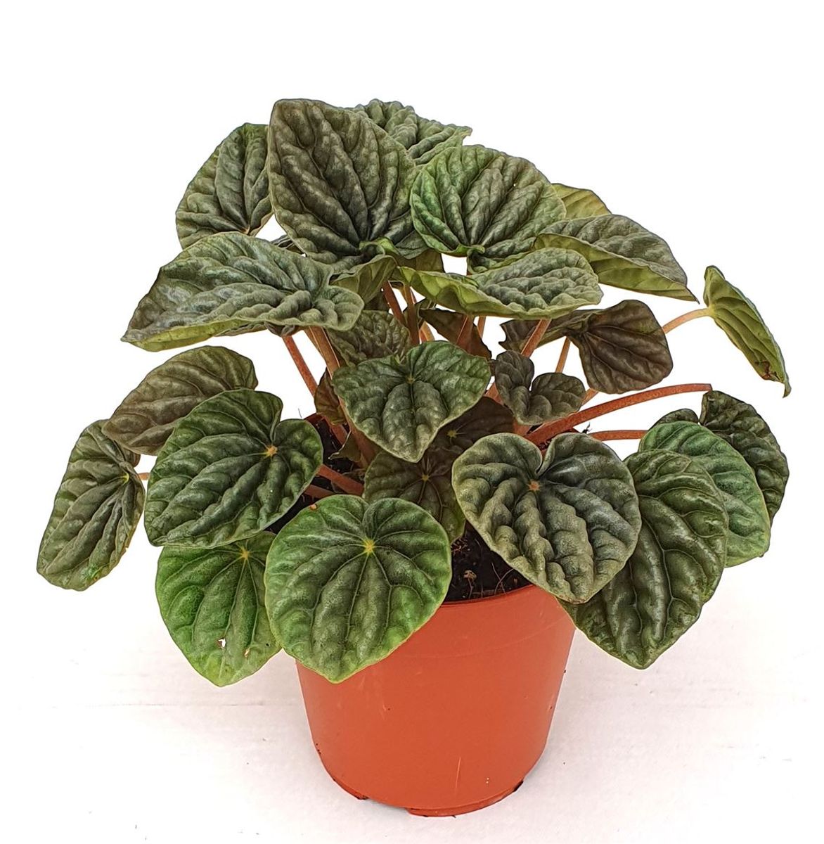 Peperomia 'Luna Grey' — Plant Wholesale FlorAccess