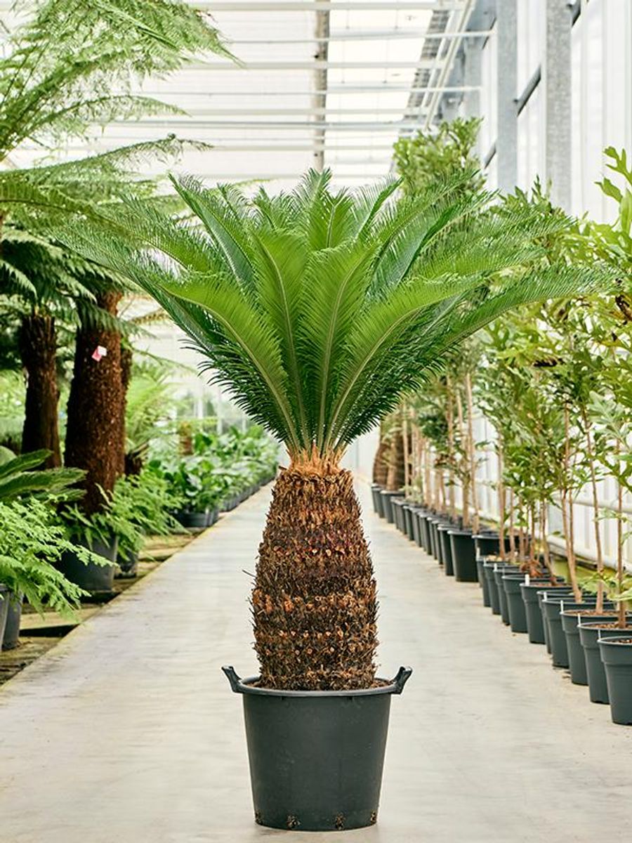 Cycas revoluta — Plant Wholesale FlorAccess