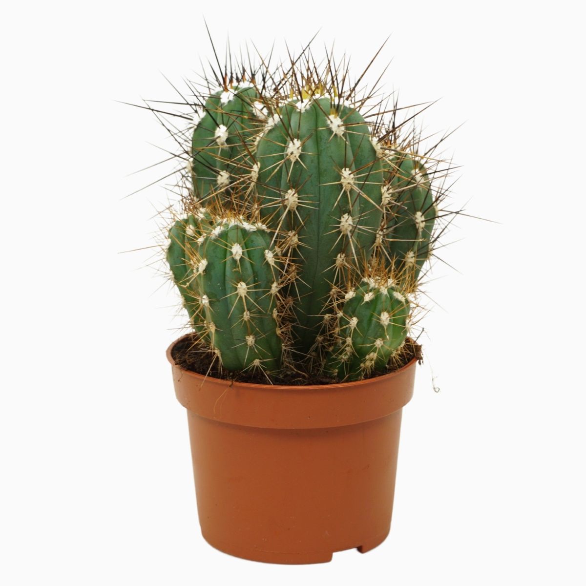 Stetsonia coryne — Plant Wholesale FlorAccess