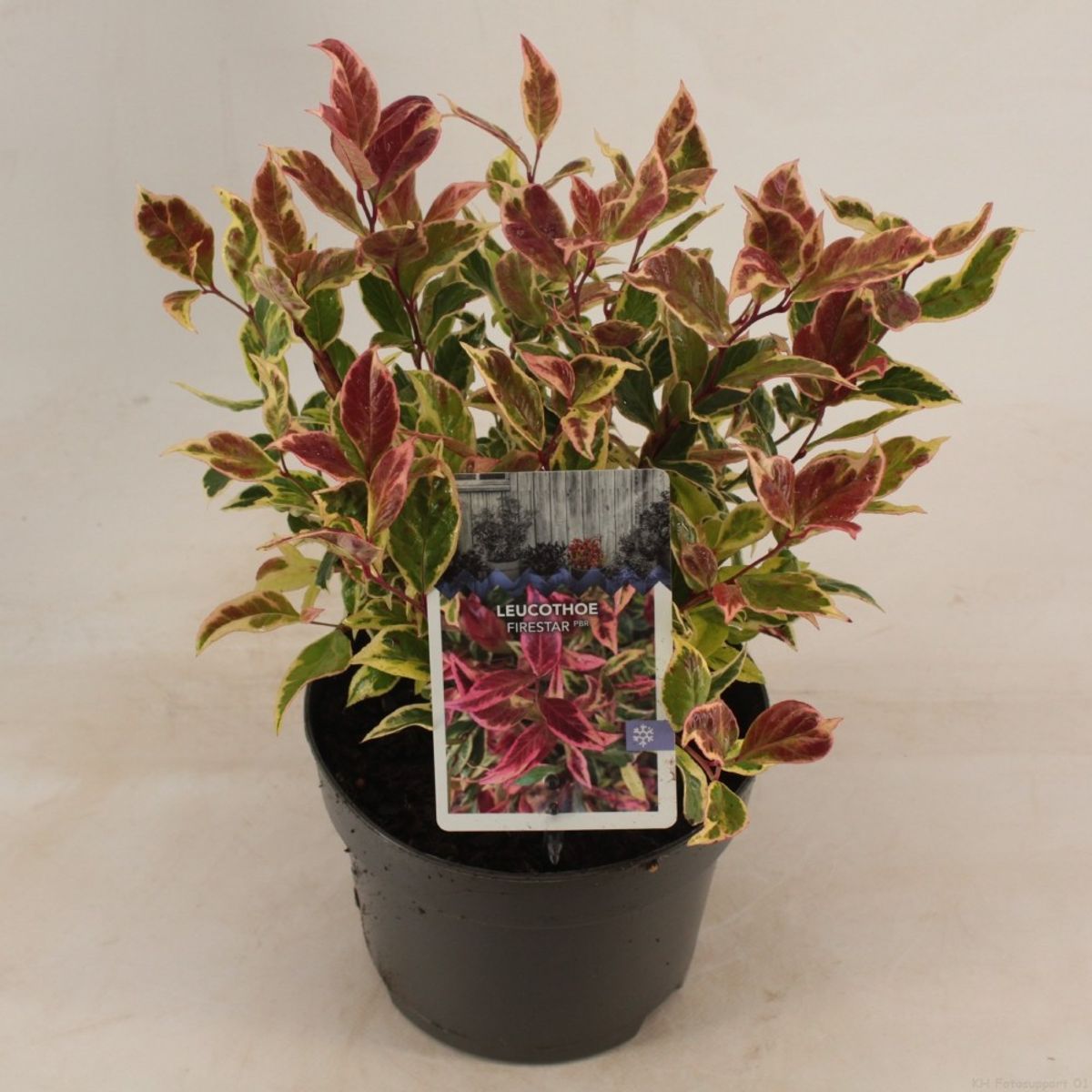 Leucothoe FIRESTAR — Plant Wholesale FlorAccess