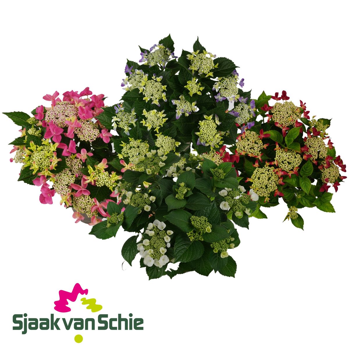 Hydrangea macrophylla MIX — Plant Wholesale FlorAccess