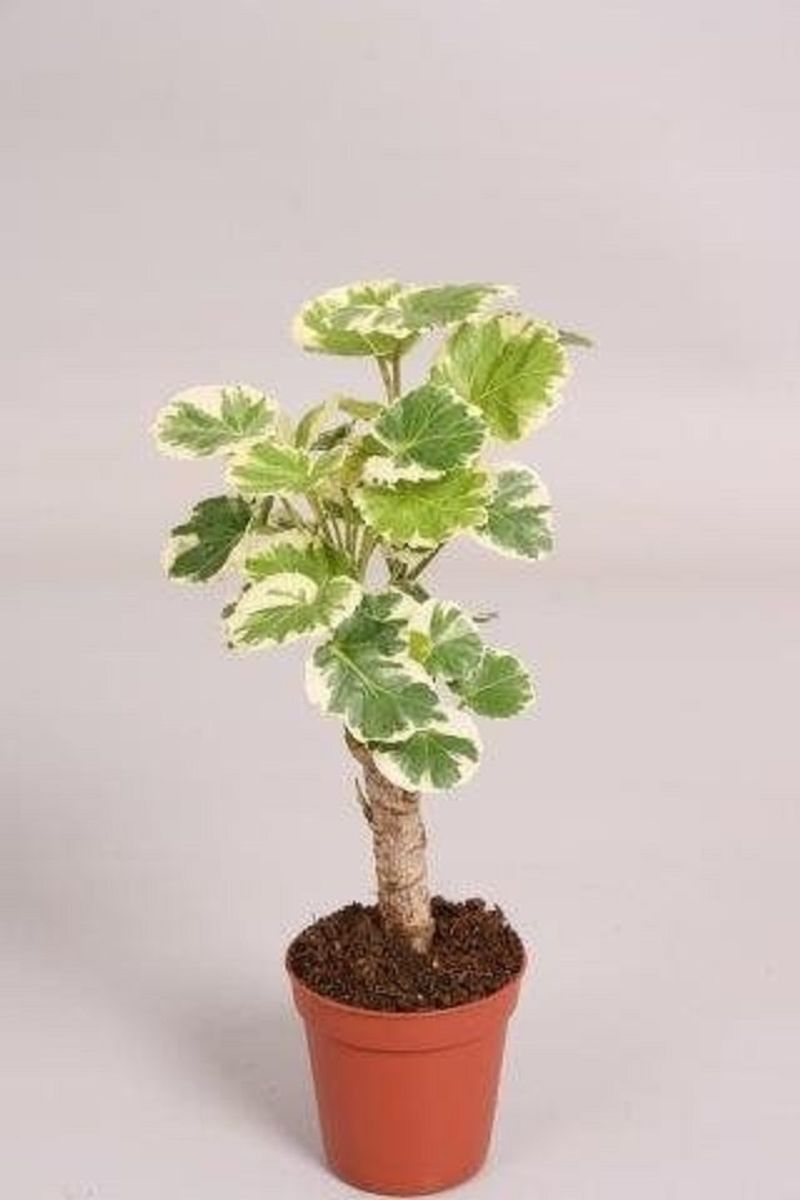 Polyscias scutellaria 'Marginata' — Рослини оптом FlorAccess