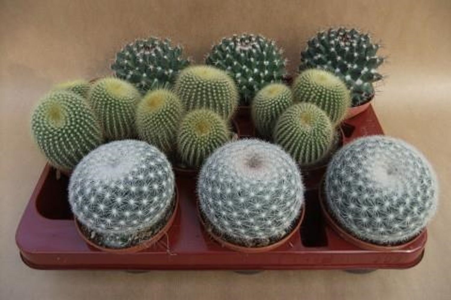 Cactus MIX — Plant Wholesale FlorAccess