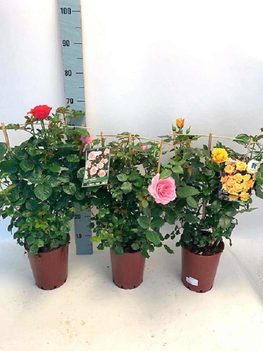 Rosa MIX — Plant Wholesale FlorAccess