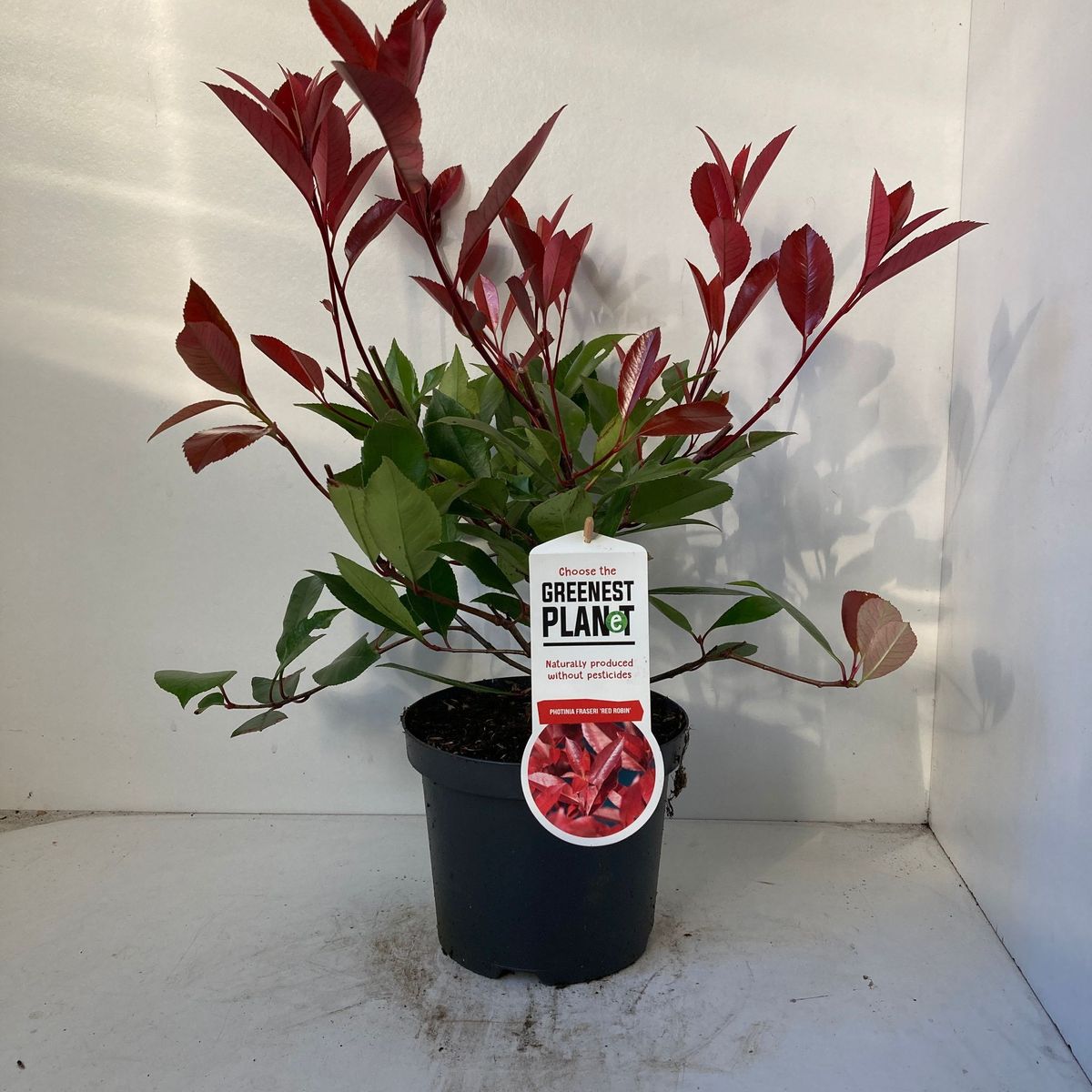 Photinia x fraseri 'Red Robin' — Plant Wholesale FlorAccess