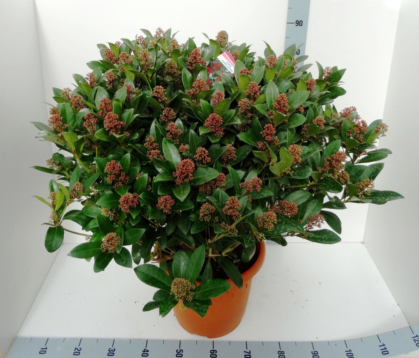 Skimmia japonica 'Rubella' — Plant Wholesale FlorAccess