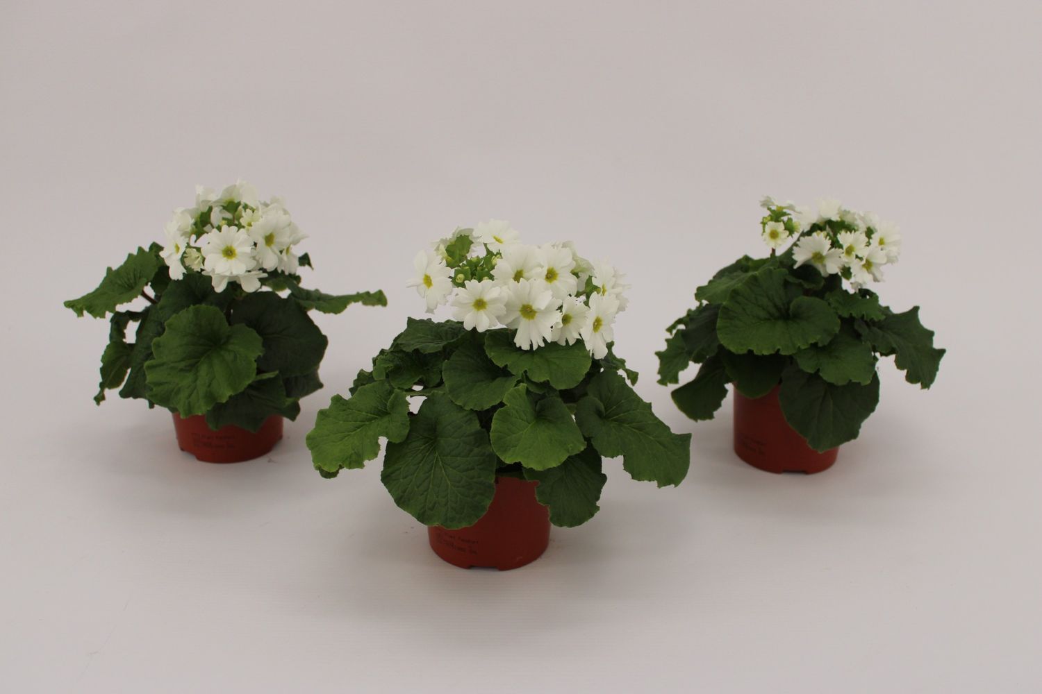 Primula obconica SWEET KISSES AMORE WHITE — Plant Wholesale FlorAccess