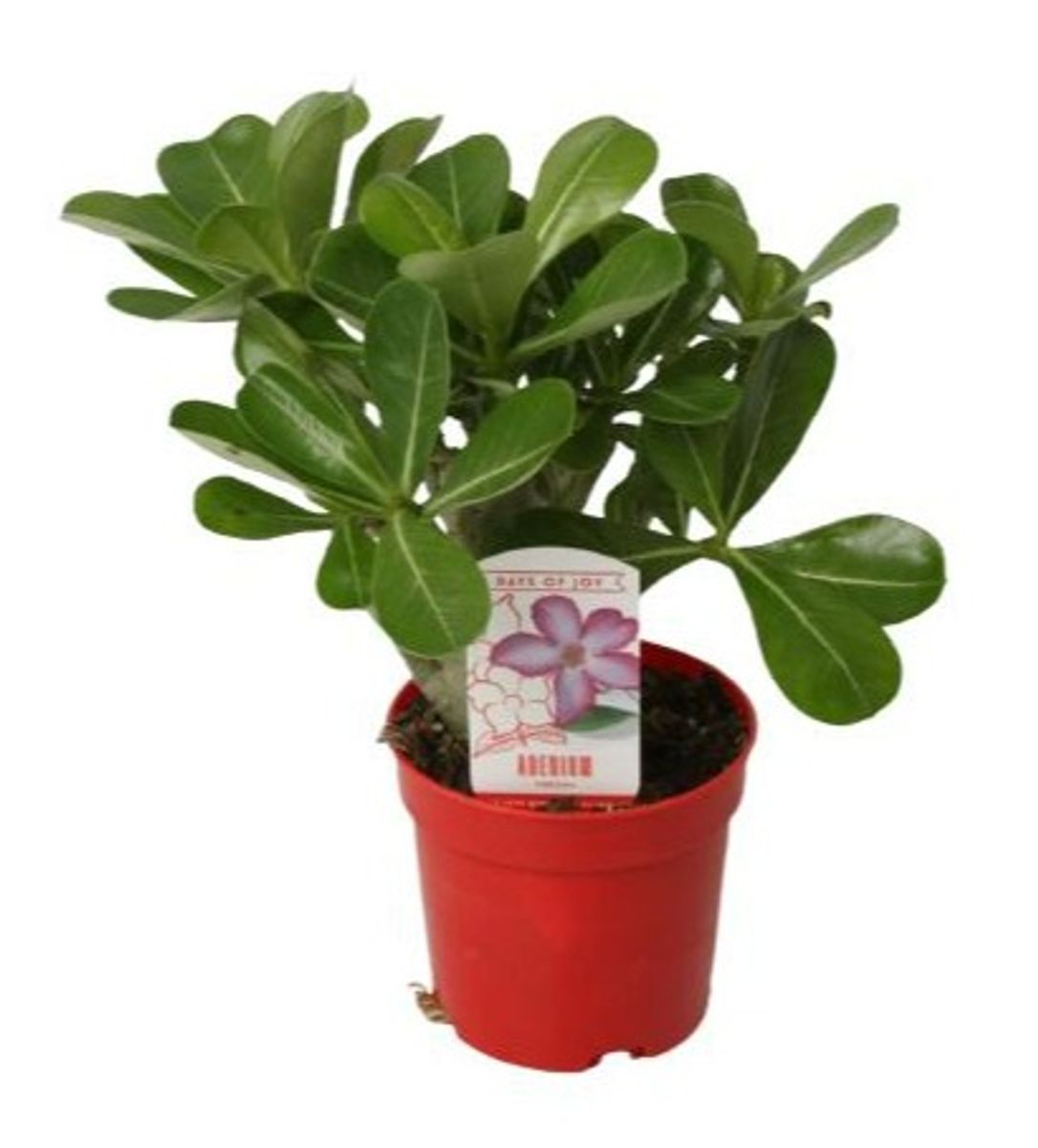 Adenium obesum 'Picotee' — Plant Wholesale FlorAccess