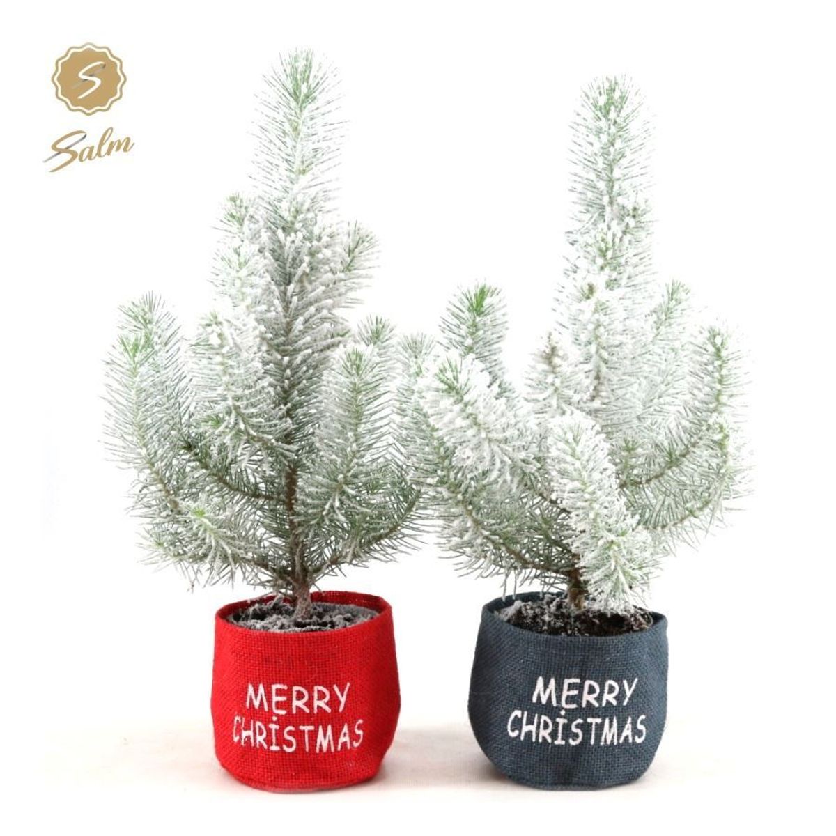 Pinus pinea 'Silver Crest' — Plant Wholesale FlorAccess