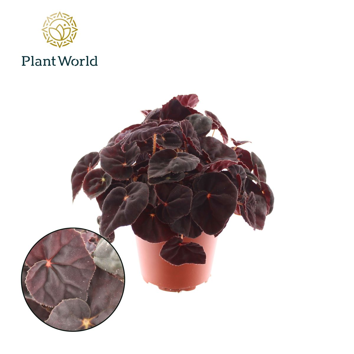 Begonia MAGIC COLOURS CONGA — Mayorista de plantas FlorAccess