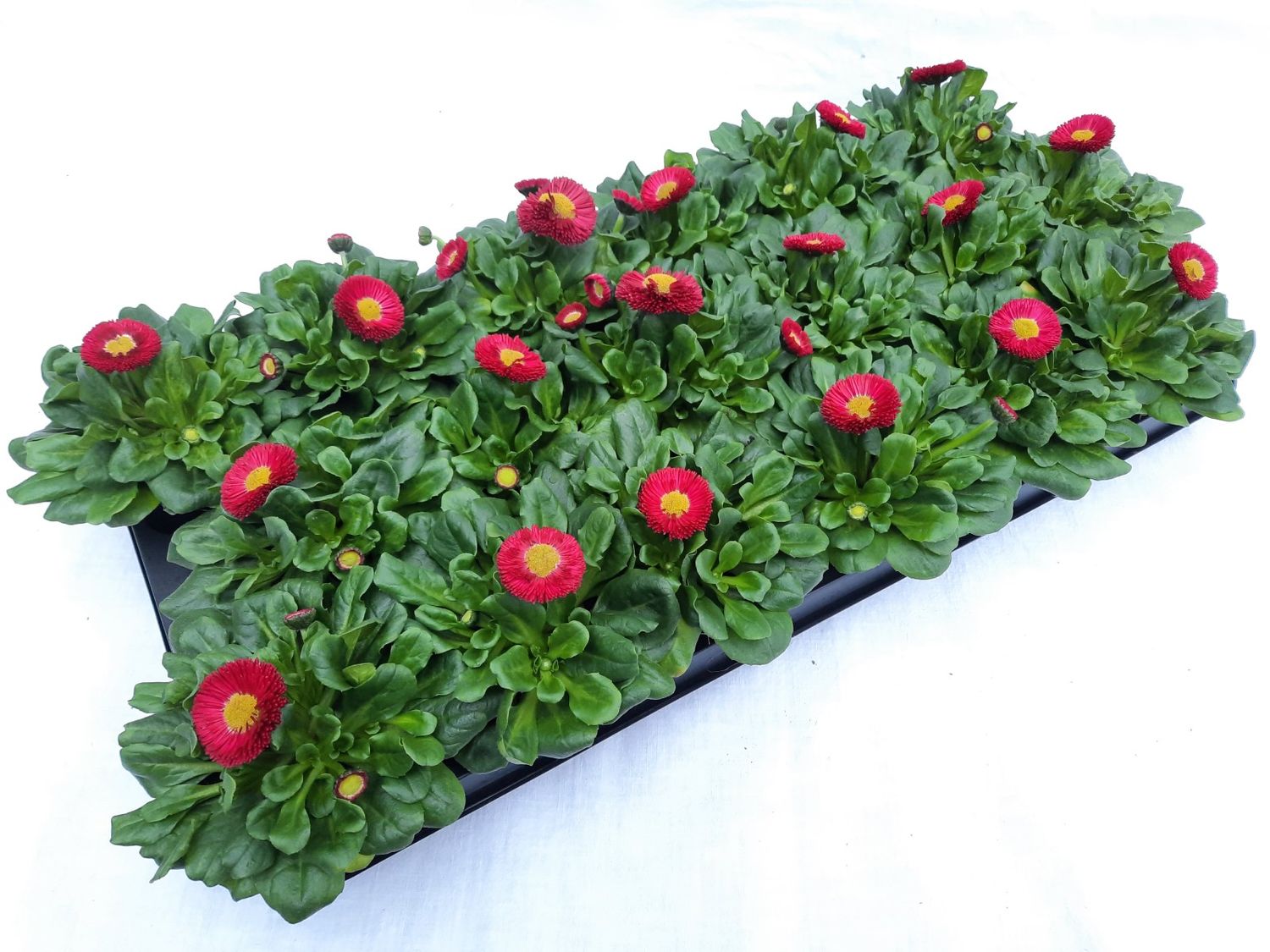 Bellis perennis 'Galaxy Red' — Plant Wholesale FlorAccess