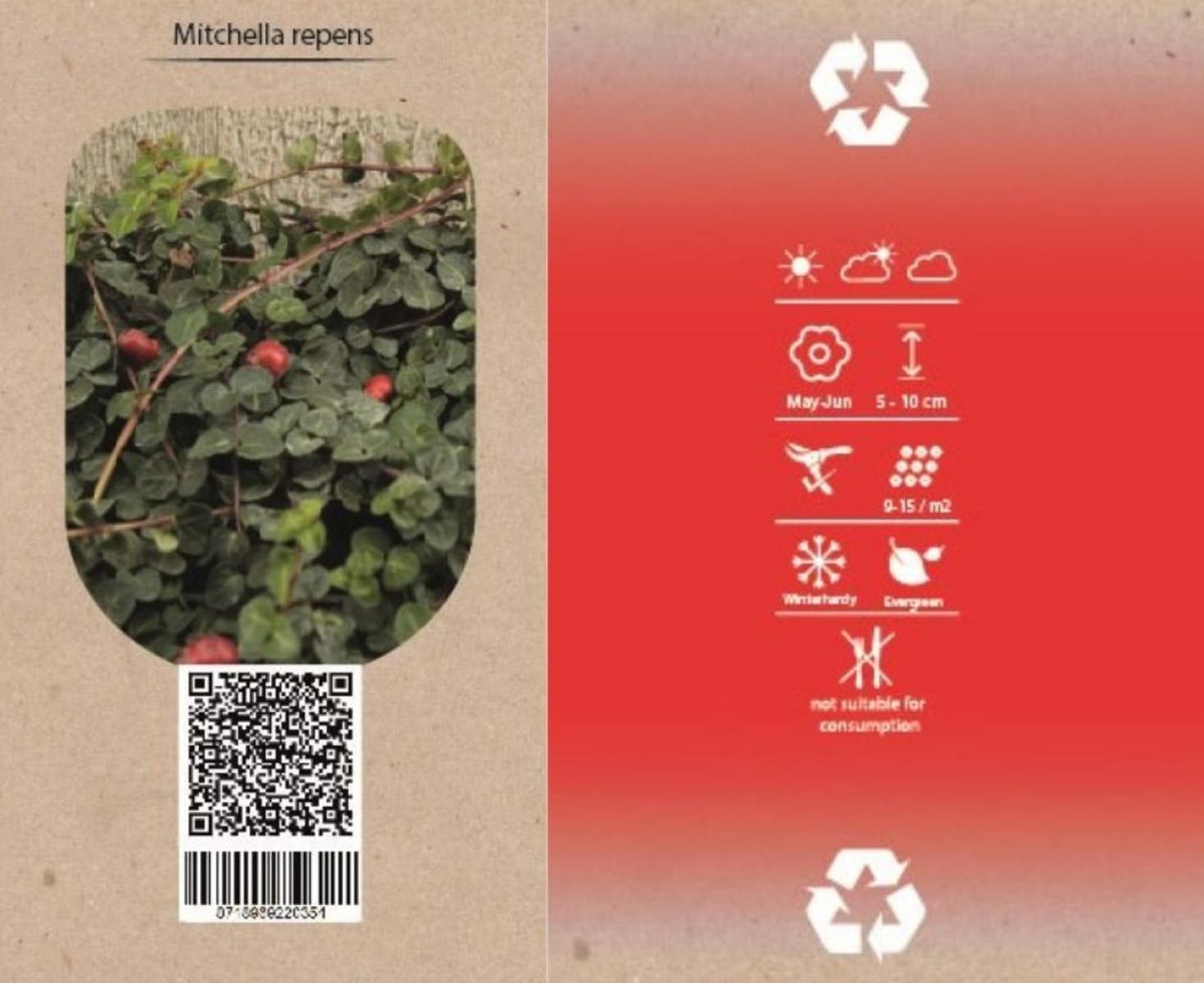 Mitchella repens — Plant Wholesale FlorAccess