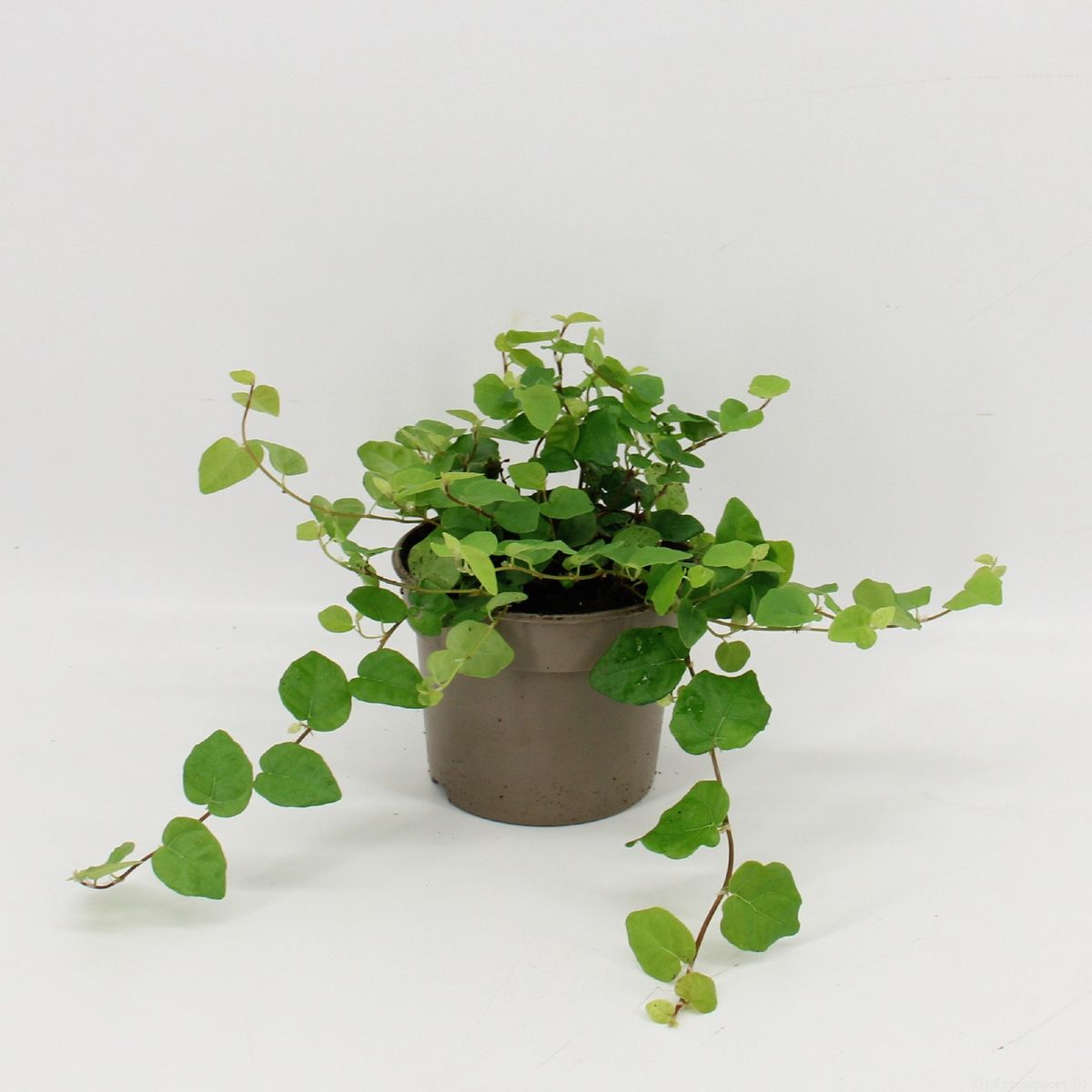 Ficus pumila 'Green Sunny' — Plant Wholesale FlorAccess